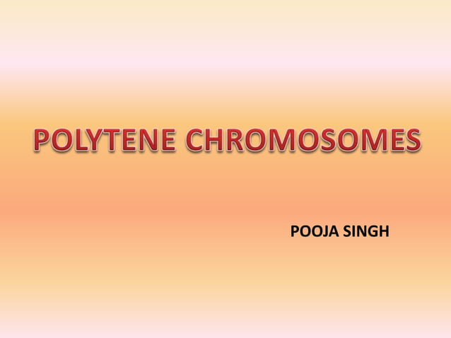 Polytene chromosomes | PPTX | Genetics | Science