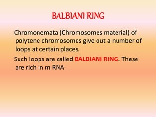 Polytene chromosomes | PPTX | Genetics | Science