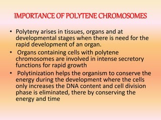 Polytene chromosomes | PPTX | Genetics | Science