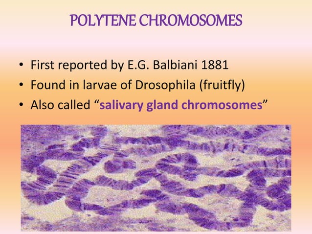 Polytene chromosomes | PPTX | Genetics | Science