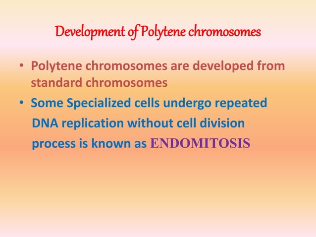 Polytene chromosomes | PPTX | Genetics | Science