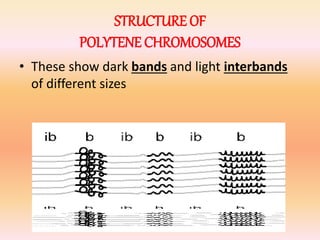 Polytene chromosomes | PPTX | Genetics | Science
