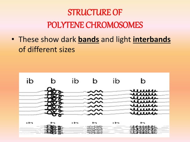 Polytene chromosomes | PPTX | Genetics | Science