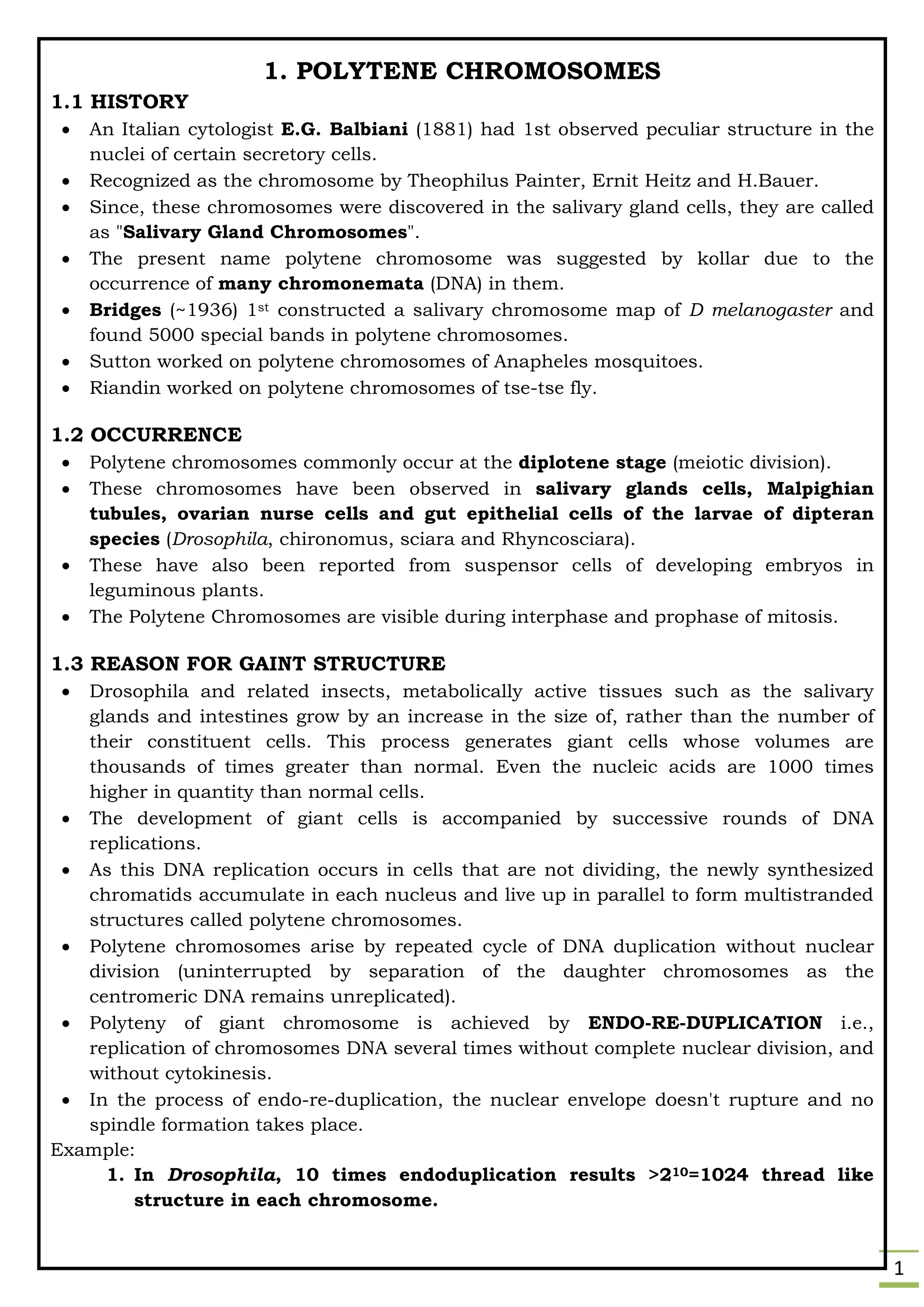 Polytene Chromosomes | PDF
