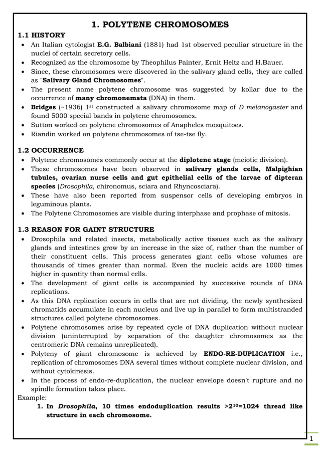 Polytene Chromosomes | PDF | Biological Sciences | Science