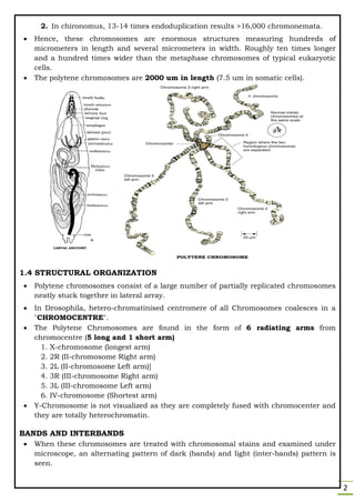 Polytene Chromosomes | PDF