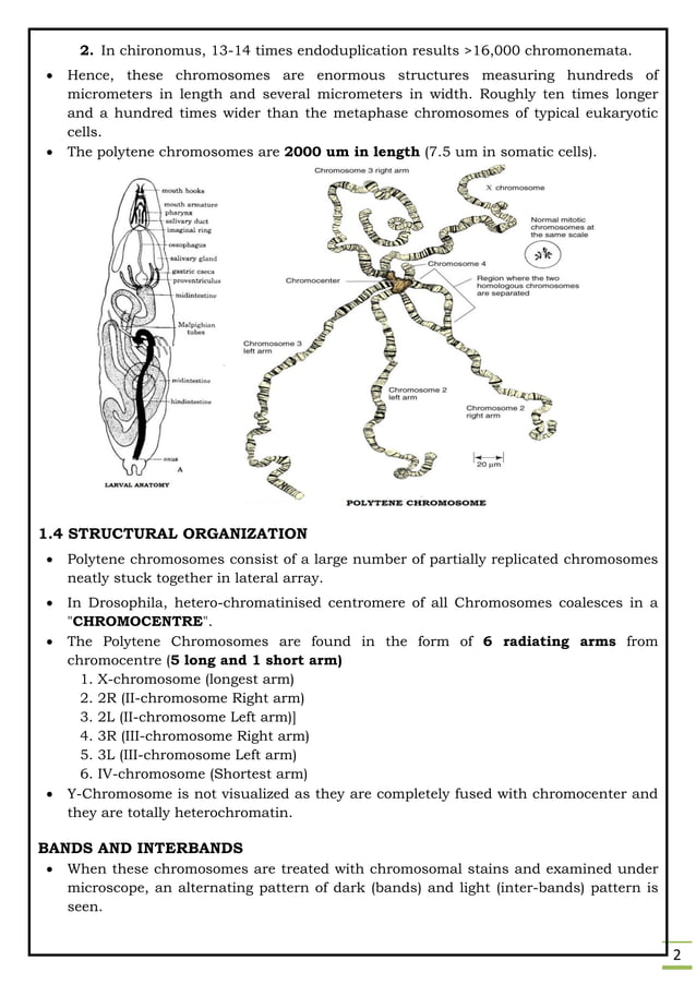 Polytene Chromosomes | PDF | Biological Sciences | Science