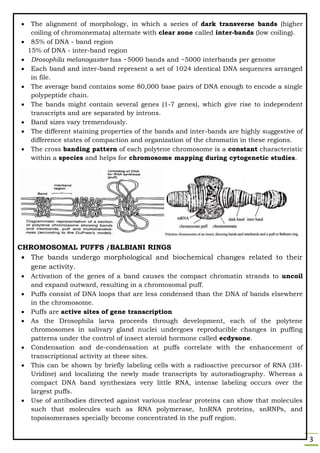 Polytene Chromosomes | PDF