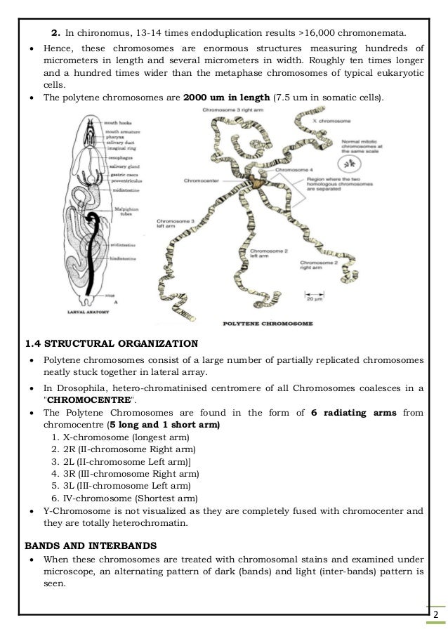 Polytene Chromosomes
