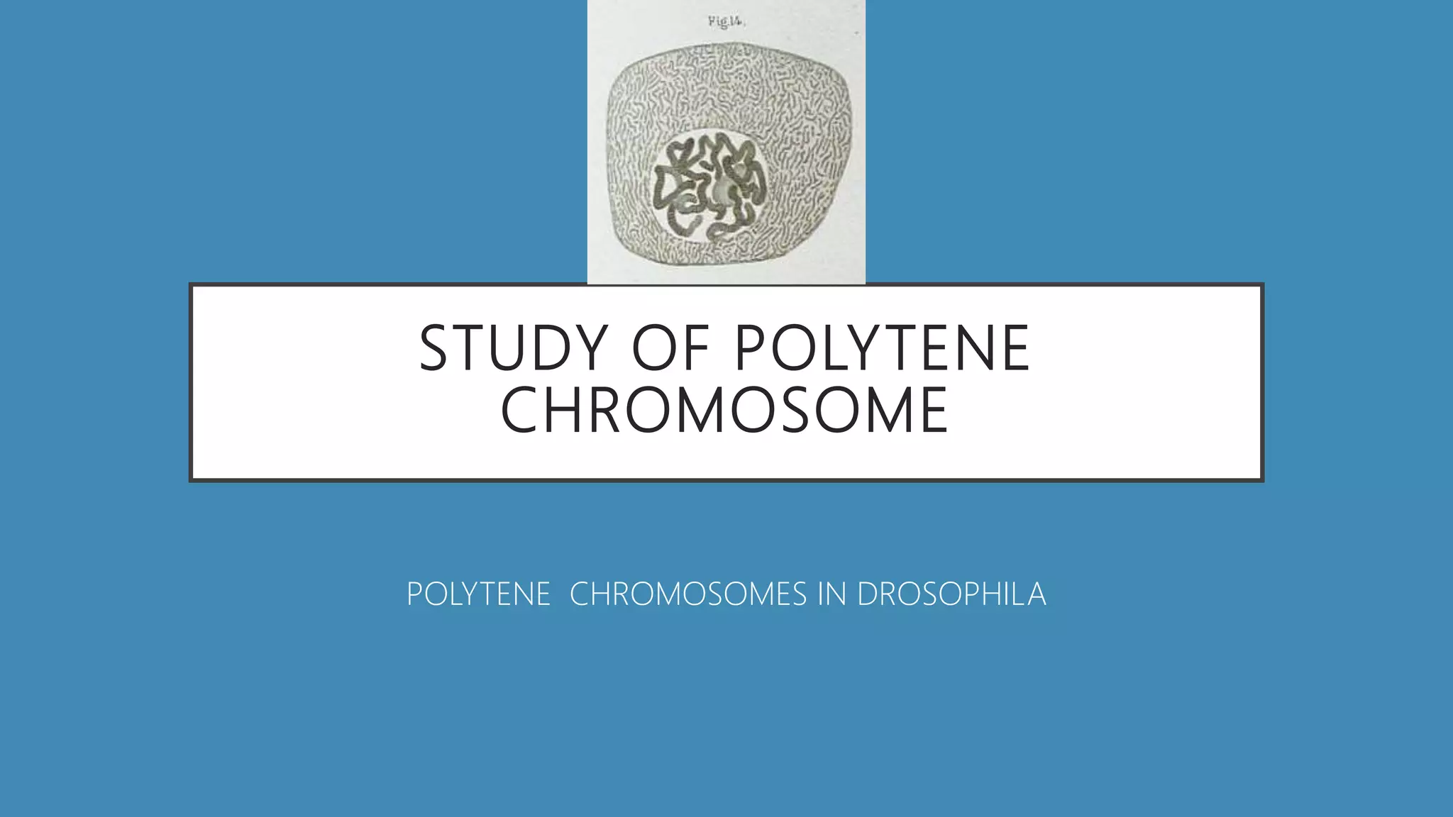 Lab Study of Polytene Chromosomes. | PPTX