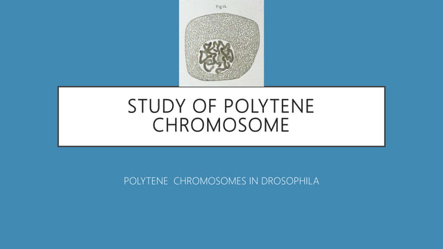 Lab Study of Polytene Chromosomes. | PPTX | Biological Sciences | Science