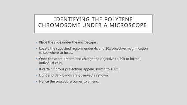Lab Study of Polytene Chromosomes. | PPTX | Biological Sciences | Science