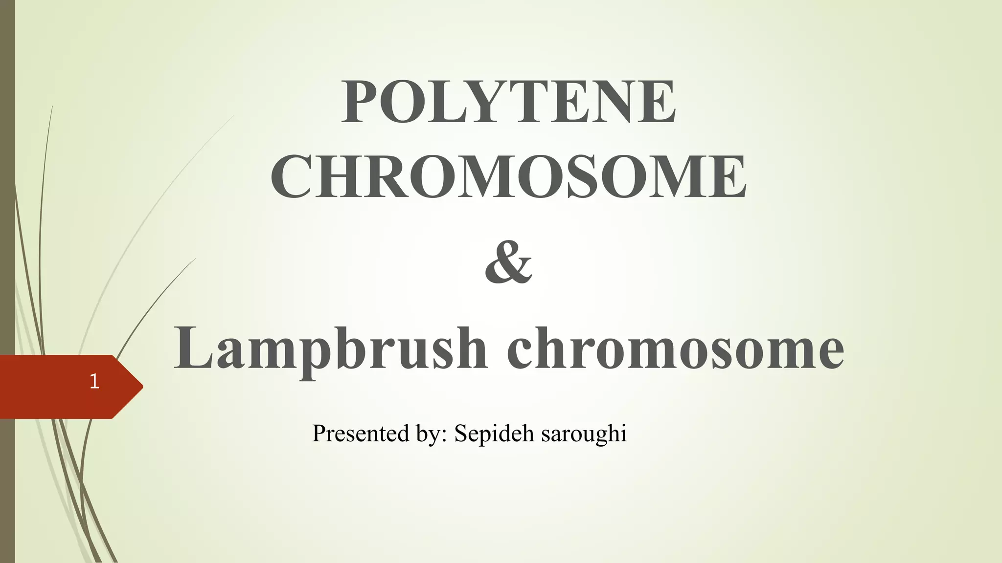 Polytene & Lampbrush | PPTX