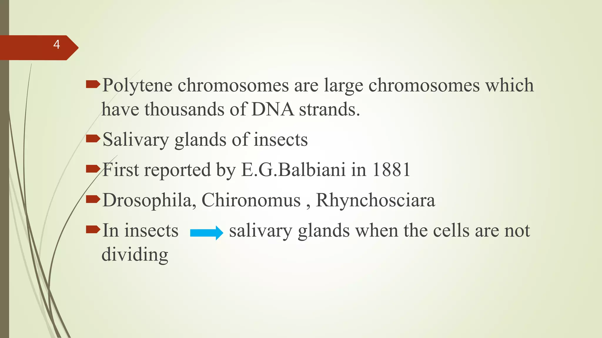 Polytene & Lampbrush | PPTX