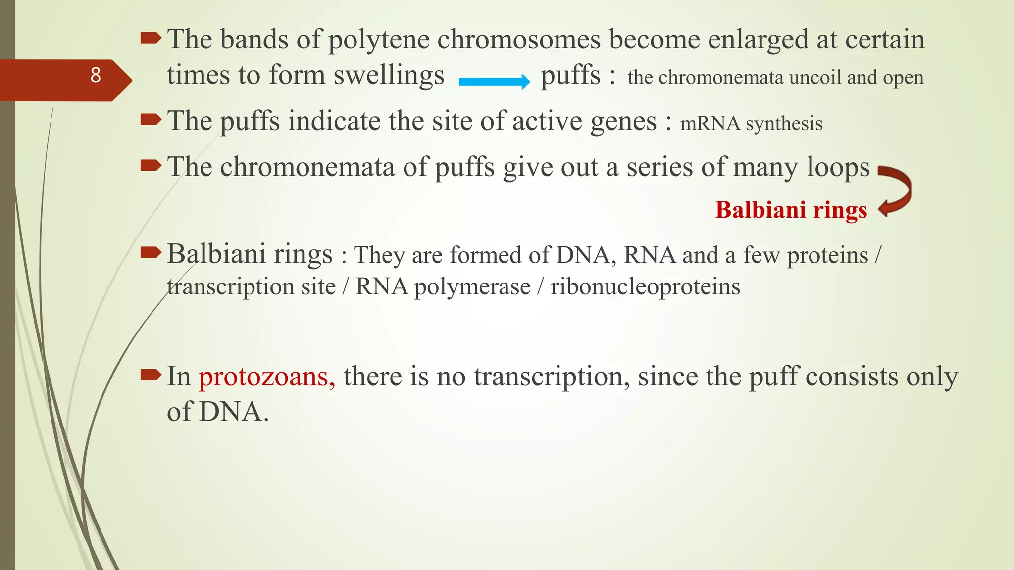 Polytene & Lampbrush | PPTX