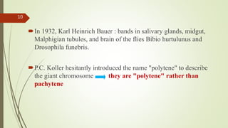 Polytene & Lampbrush | PPTX