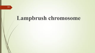 Polytene & Lampbrush | PPTX