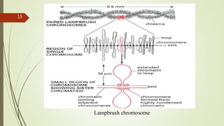 Polytene & Lampbrush | PPTX