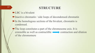 Polytene & Lampbrush | PPTX
