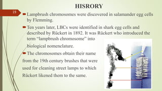 Polytene & Lampbrush | PPTX