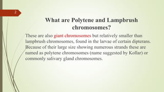 Polytene & Lampbrush | PPTX