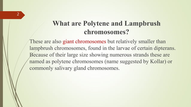 Polytene & Lampbrush | PPTX