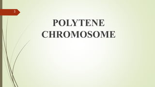 Polytene & Lampbrush | PPTX