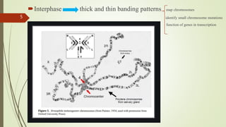 Polytene & Lampbrush | PPTX