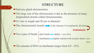 Polytene & Lampbrush | PPTX