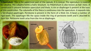 Morphology, Anatomy & Reproduction in Polytrichales | PPTX