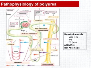 Polyuria : BASICS AND APPROACH | PDF
