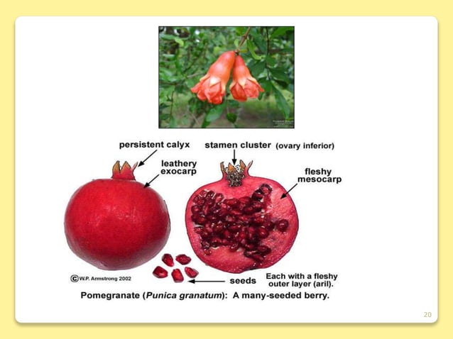 Pomegranate | PPTX | Gardening | Home & Garden