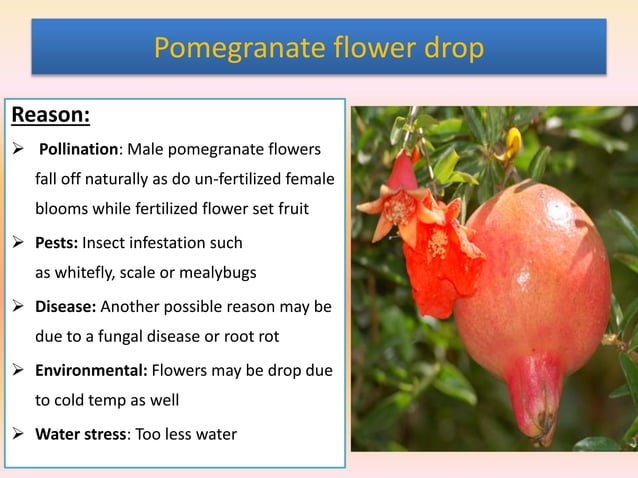 Pomegranate Flower Morphology | PPTX | Gardening | Home & Garden