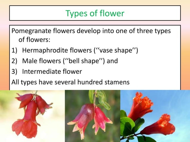 Pomegranate Flower Morphology | PPTX | Gardening | Home & Garden