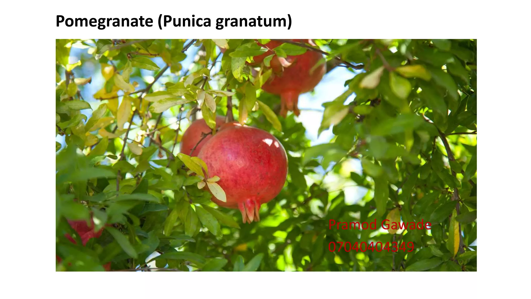 Disease and pest Management of Pomegranate | PPTX