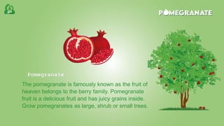 Pomegranate. | PPTX