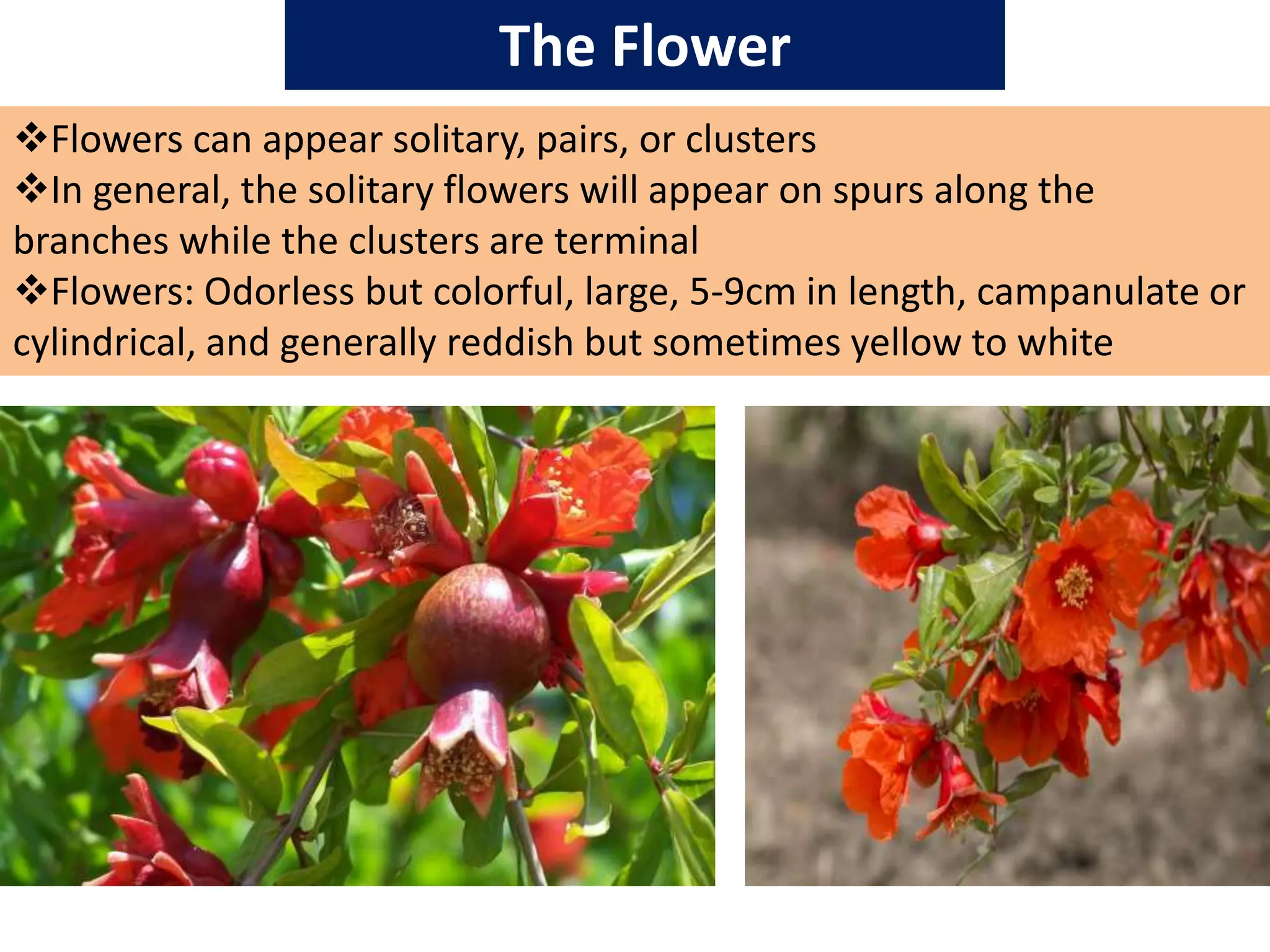 Botany, floral biology and physiological disorders Pomegranate.pptx