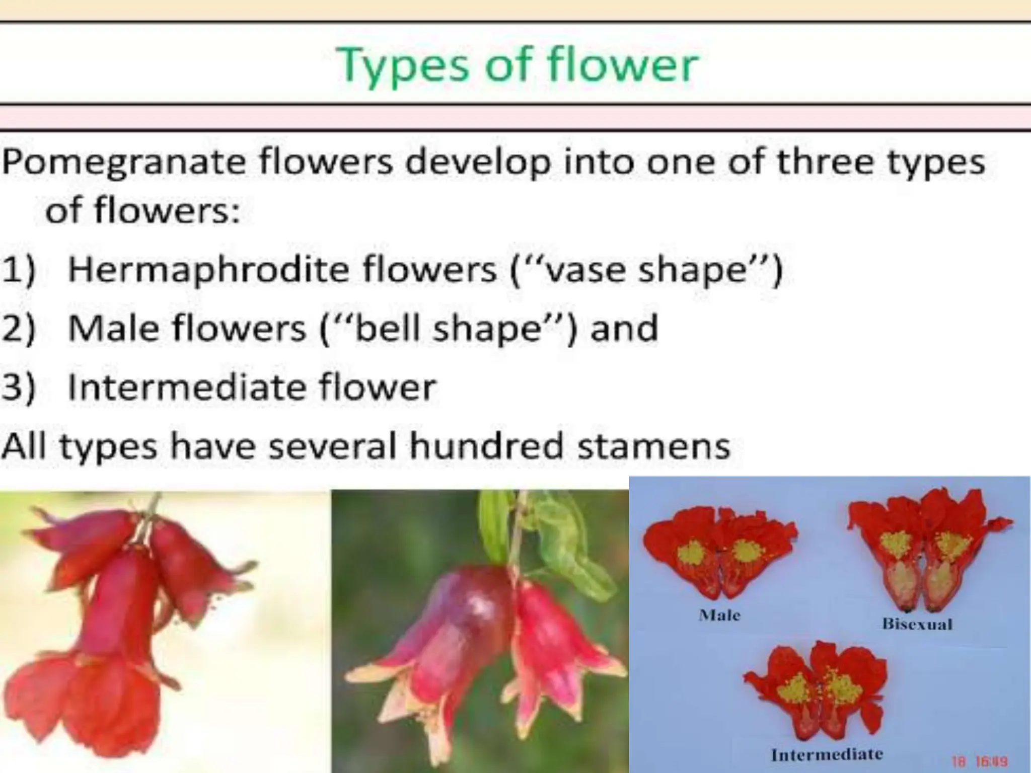 Botany, floral biology and physiological disorders Pomegranate.pptx