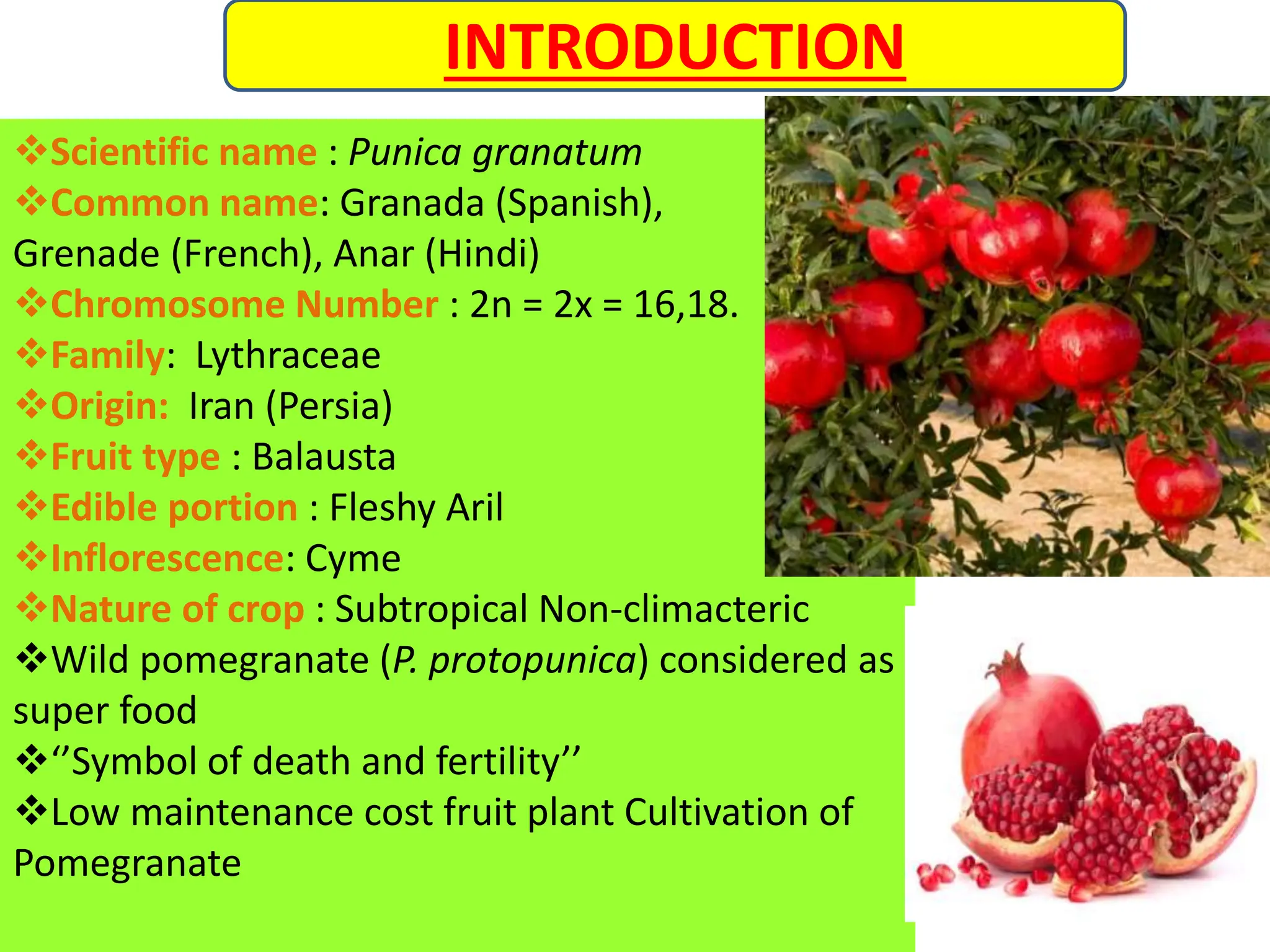 Botany, floral biology and physiological disorders Pomegranate.pptx