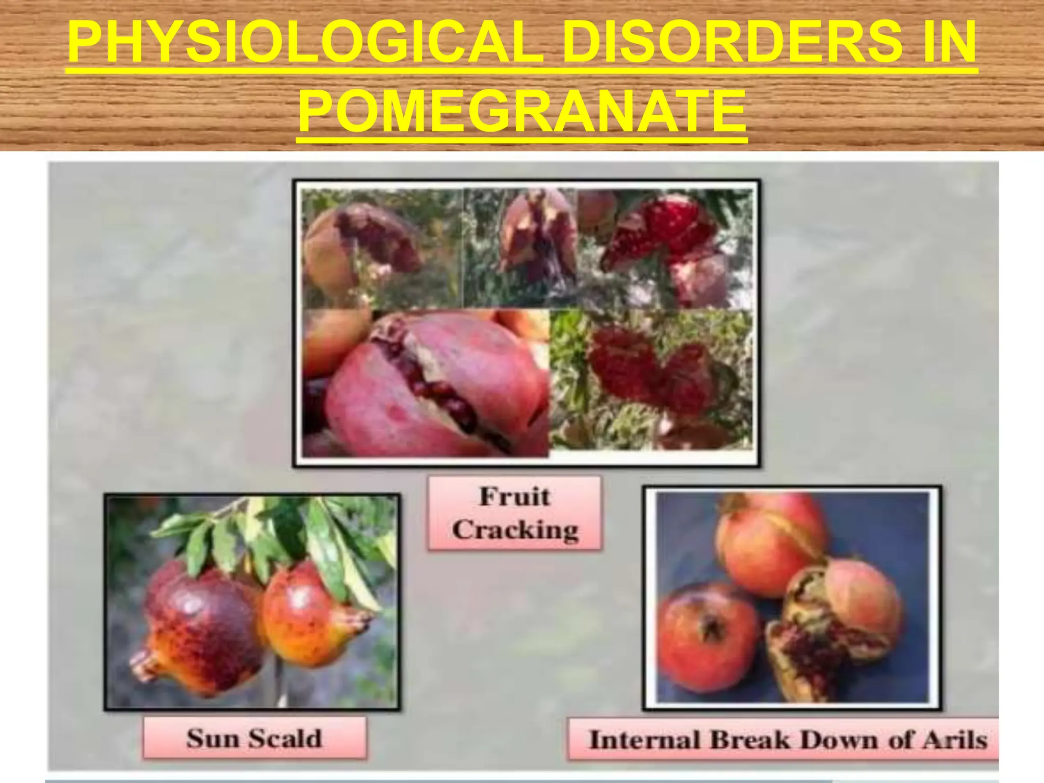 Botany, floral biology and physiological disorders Pomegranate.pptx