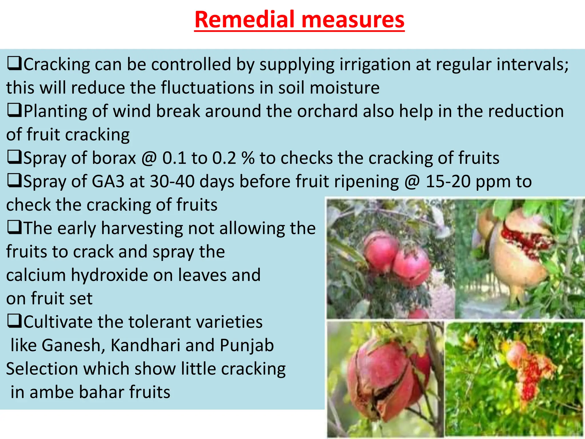 Botany, floral biology and physiological disorders Pomegranate.pptx