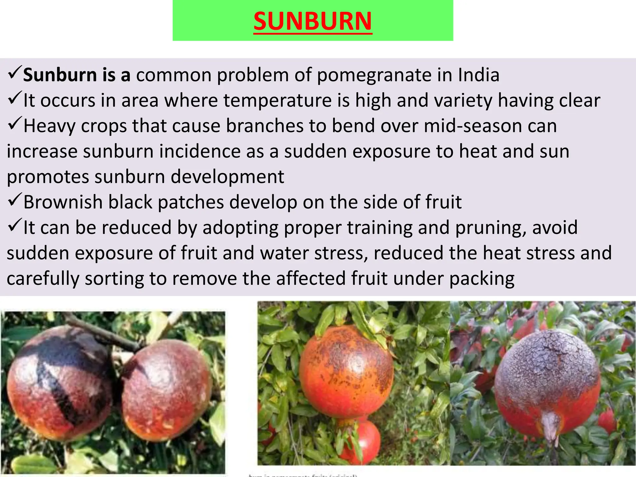 Botany, floral biology and physiological disorders Pomegranate.pptx