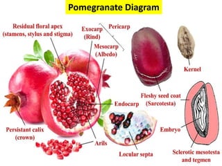 Botany, floral biology and physiological disorders Pomegranate.pptx