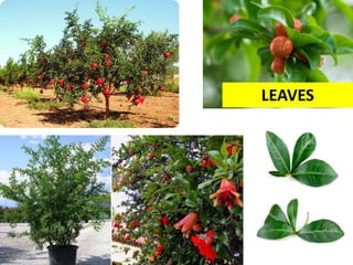 Botany, floral biology and physiological disorders Pomegranate.pptx