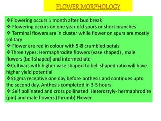 Botany, floral biology and physiological disorders Pomegranate.pptx