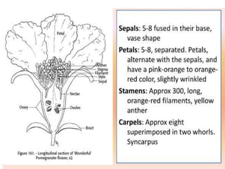 Botany, floral biology and physiological disorders Pomegranate.pptx