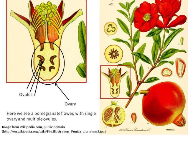 Botany, floral biology and physiological disorders Pomegranate.pptx ...