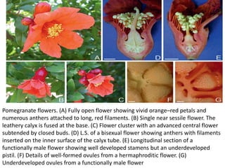 Botany, floral biology and physiological disorders Pomegranate.pptx