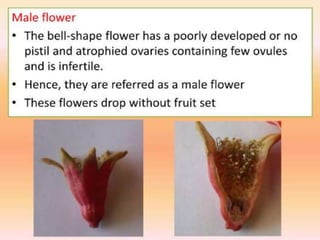 Botany, floral biology and physiological disorders Pomegranate.pptx