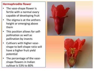 Botany, floral biology and physiological disorders Pomegranate.pptx